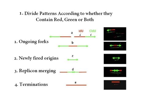 Dna Fiber Analysis