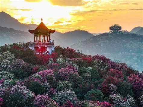 贵州毕节花海图片今年大山谷图库