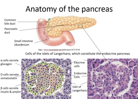 Endocrine Pancreas Flashcards Quizlet