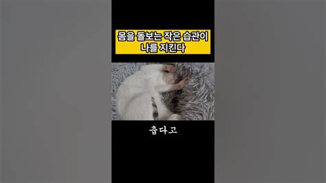 잠을 잘때는 배를 따뜻하게 하라 고양이 Cat 건강 Youtube