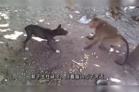 猴子把老外惹毛，直接被丢进巨蜥池！网友：这下要遭殃了！（1）惹毛网友老外