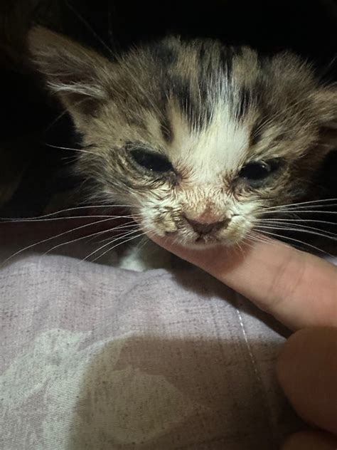 아기고양이 입주변 지식in
