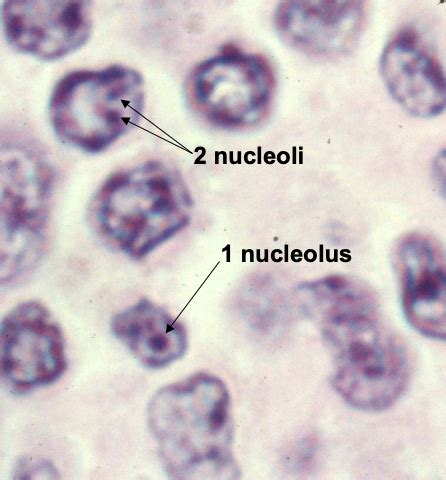 LECTURE 2 THE CELL NUCLEUS Flashcards Quizlet