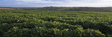 Como uso de agrotóxicos sem orientação e proteção põe agricultores brasileiros em risco