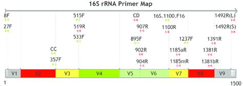 Illustration Of Different Variable Regions Red Regions V2 V8 Have A