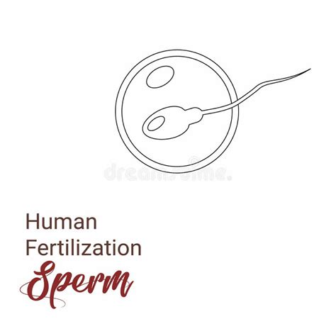 Minimalist Human Sperm Cell Ovum Fertilization Natural Fertilization