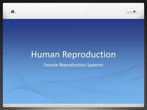 Ppt Human Reproduction Powerpoint Presentation Free Download Id