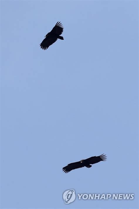 무등산에서 봄을 기다리는 독수리 연합뉴스