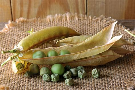 녹색 완두콩 퇴색 포드 종자 개발 건조한 Pixabay의 무료 사진 Pixabay