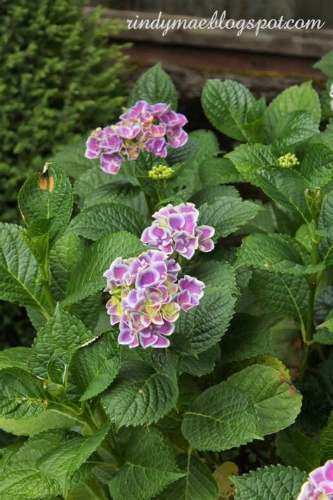 Variegated Hydrangea In The Backyard