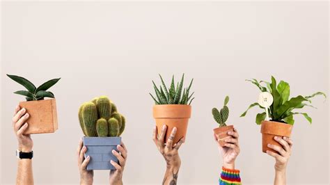 El método infalible para elegir la maceta perfecta para tus plantas