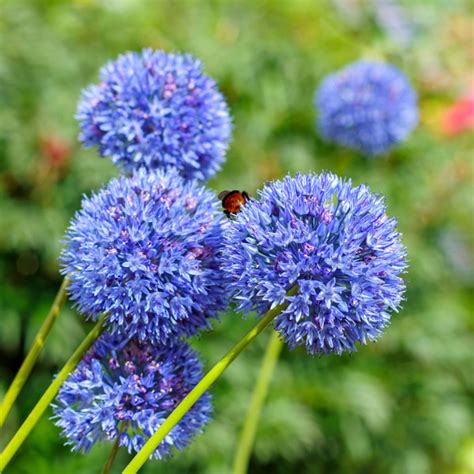 Allium Azureum Caeruleum
