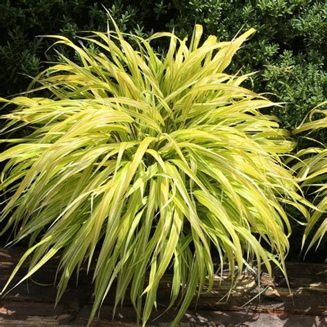 Lemon Zest™ Japanese Forest Grass Farwest Show Portland Oregon