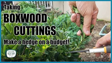 How To Take Boxwood Cuttings Youtube