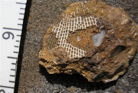 Bryozoa From Mississippian Fossil Id The Fossil Forum