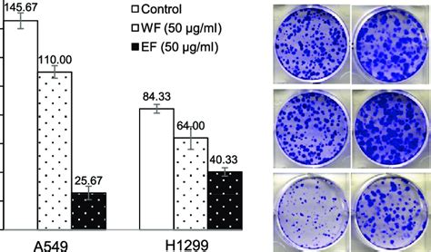 Inhibition On Colony Formation Of A549 And H1299 Cells After Ef 50