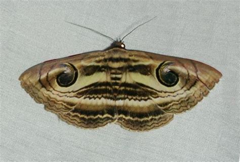 Spirama Helicina Alchetron The Free Social Encyclopedia