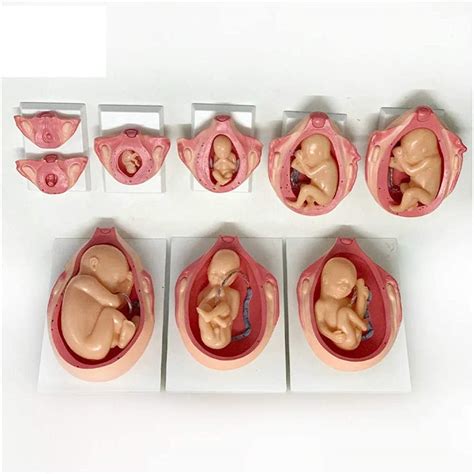 Buy Study Model Development Process Of Anatomical Fetal Pregnancy Model
