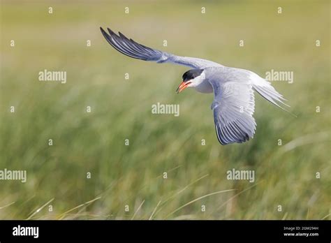 Common Tern In Flight Common Tern Flying Close To The Grasses By The