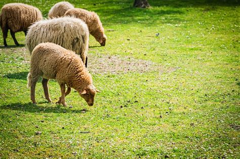 양 목장 방목 어린 Pixabay의 무료 사진 Pixabay