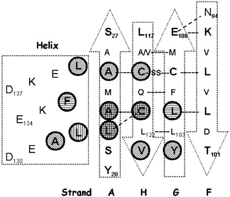 Representation Of The Helix Sheet Interface Opened Out To Show The Download Scientific Diagram
