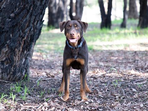 Kevin 729 Bfa Rescue