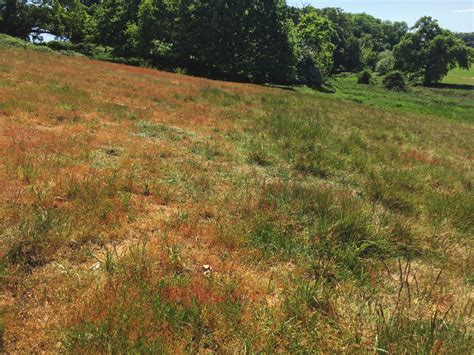 South Slope Zonation From Summit Acid Grassland With Sheeps Sorrel