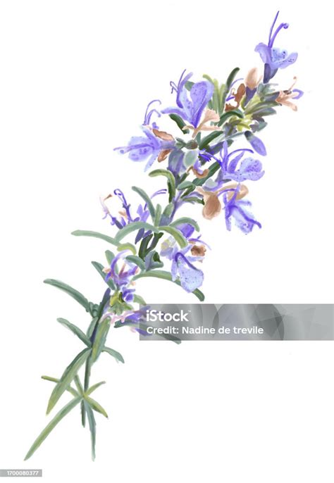 식물 삽화 Salvia Rosmarinus 약용 매운 식물 피는 로즈마리 장식 보라색 야생화의 수채화 그림은 차 아로마 테라피