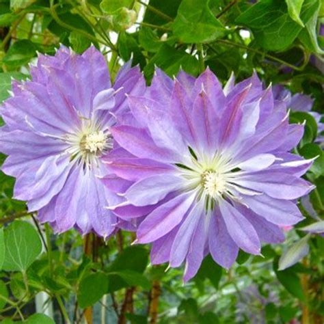 Clematis Teshio (Patens Group) till salu på nätet i EU direkt från Holland