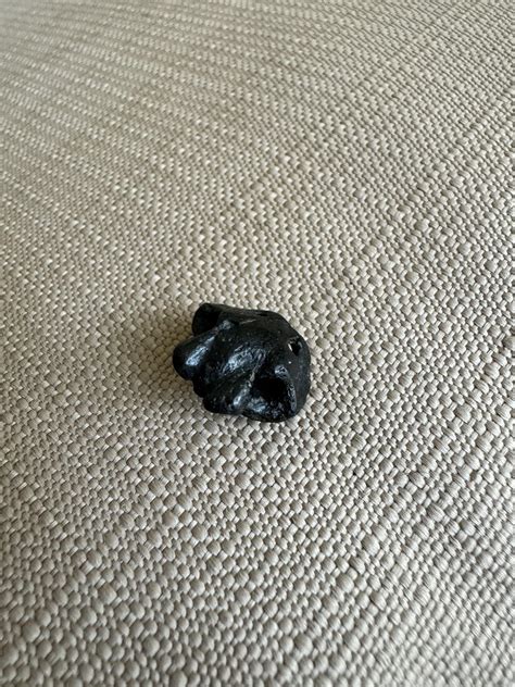 Strange Fossil Washed Up On The Beach Rfossilid