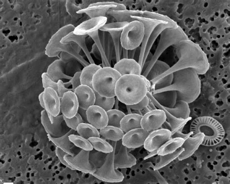 Over The Hills And Far Away Cocolitofóridos Y Sus Curiosas Estructuras