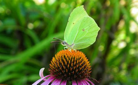 Butterflies Insects Lemons Free Photo On Pixabay Pixabay