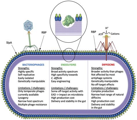 Schematic Overview Of Current Phage Based Investigations Strengths And