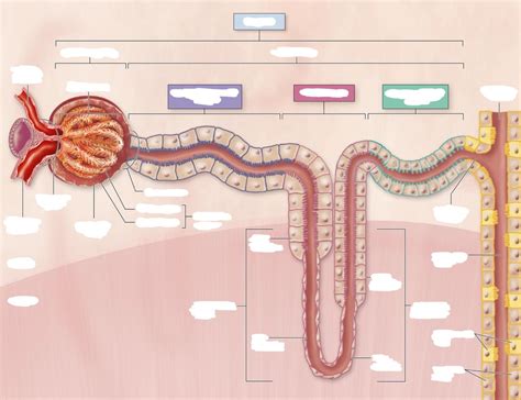 Nephron Diagram Diagram Quizlet Nephron Diagram Diagram Quizlet