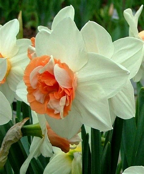 Narcissus Candy Princess | Narcissus, Daffodils, Flowers