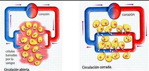 realiza el esquema en tu cuaderno de la circulación abierta y cerrada