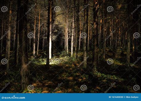 Pine Tree Forest At Night