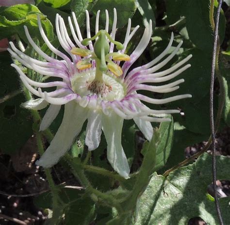 Passiflora Bryonioides