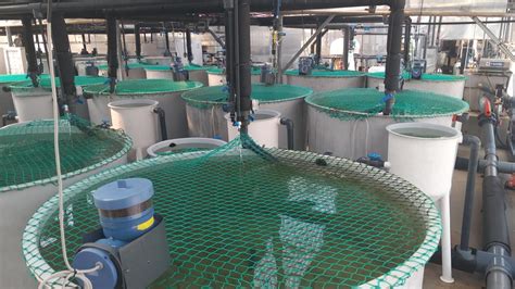 Innovation And Technology In Aquaculture With The New Automated