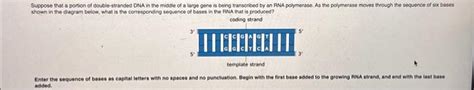 Solved Suppose That A Portion Of Double Stranded DNA In The Chegg