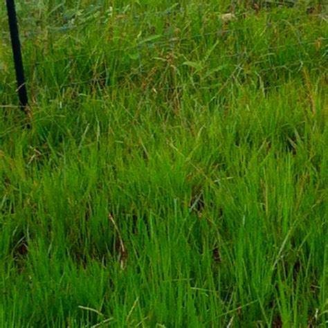 Native Texas Grasses Native Grass Seed A Guide To Native Grasses