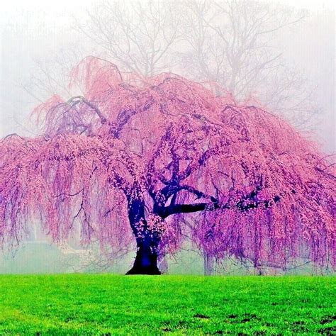 5 Weeping Sakura Cherry Blossom Seeds Prunus Pendula Hardy Flower Tree
