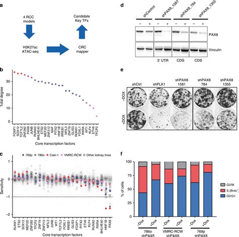 Core Regulatory Circuitry Analysis Identified Pax8 As A Candidate