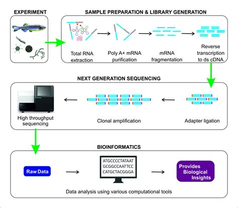 IJMS Free Full Text Transcriptome Analysis Based On RNA Seq In