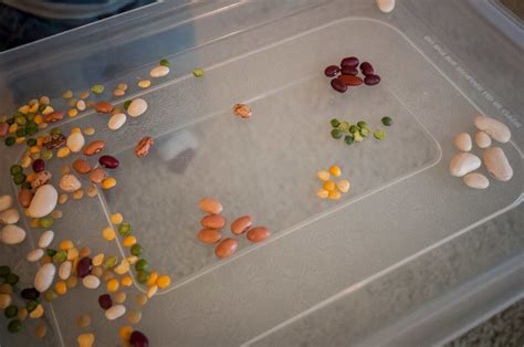 Sorting Beans Days Of Sensory Play Naomi Sahlstrom