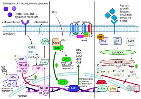 Molecular Pathways Engaged In Inflammation Red Arrows With Crossed
