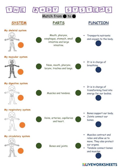 Ficha online de Body systems para 3º 4º Puedes hacer los ejercicios