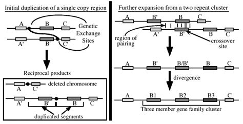 Genome Evolution Boundless Microbiology