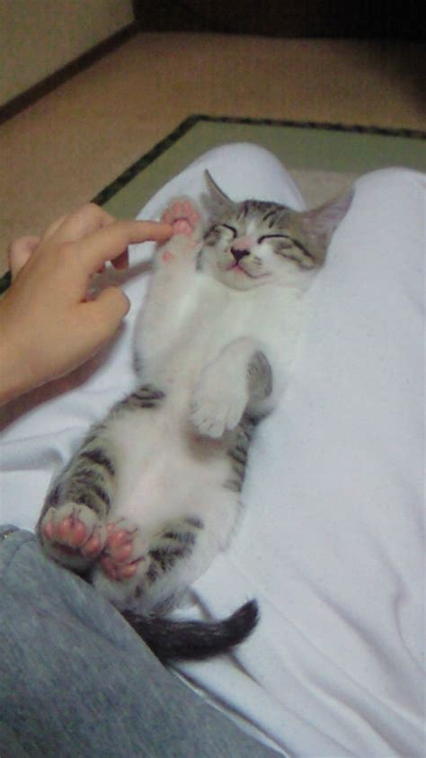 Syroh On Twitter 福猫
