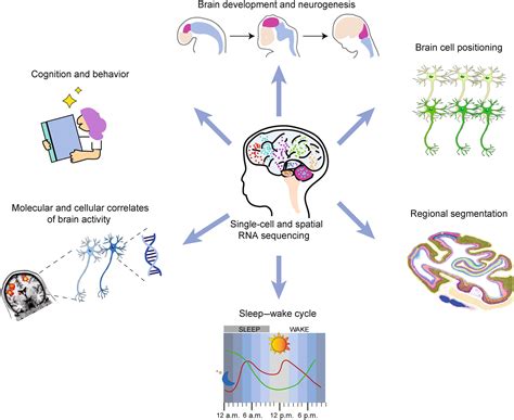 Wires Rna Wiley Online Library